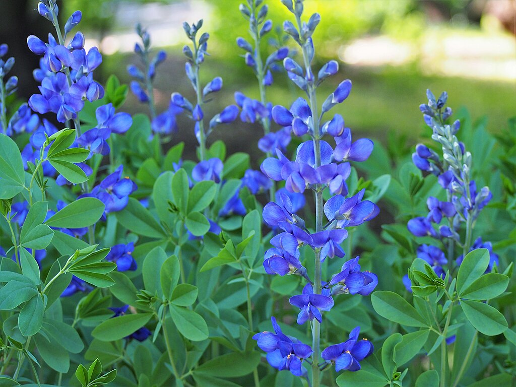 Baptisia australis – Wild Indigo Herb Fest